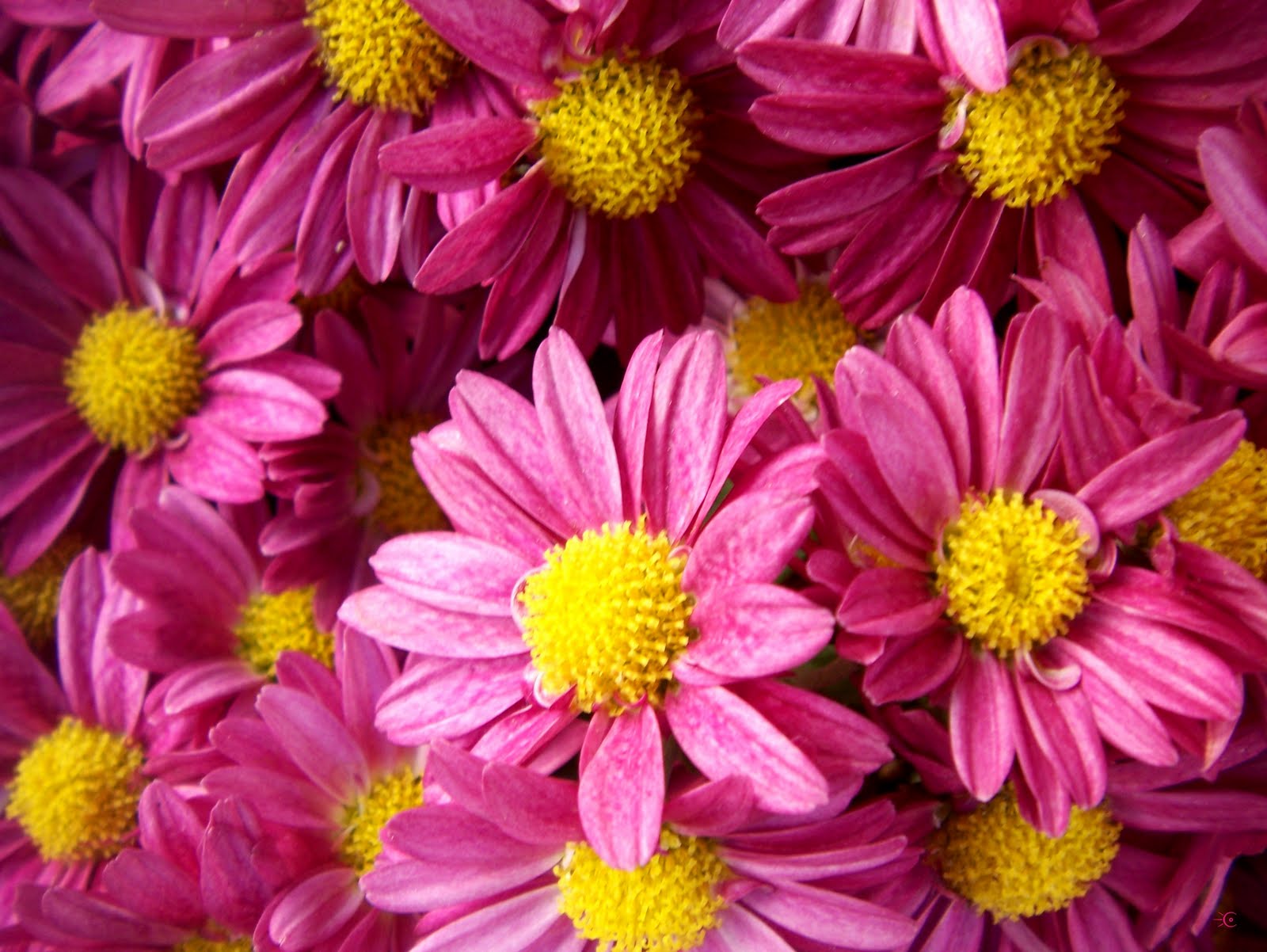 wallpapernarium: flores bonitas.