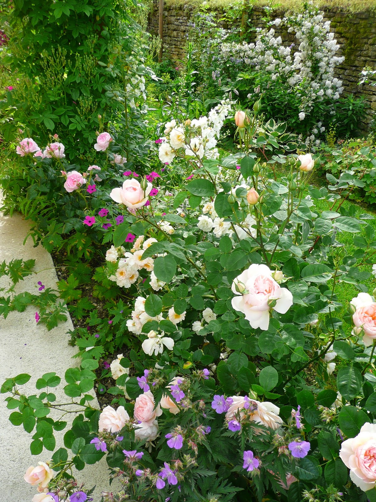 Notre jardin secret.: Allée des roses: de sa création à aujourd'hui!