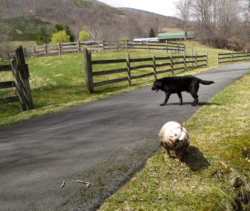 Jill's life: Morel hunting....AGAIN, mud, and treasures from the woods.