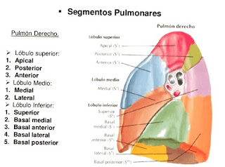 Segmentos corporales en enfermeria