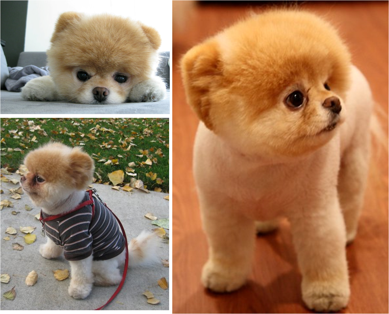 Capture Dream : Boo - O cachorro mais fofo do mundo.