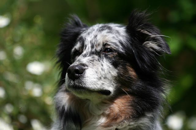 Dex one of a kind - fauna in der flora