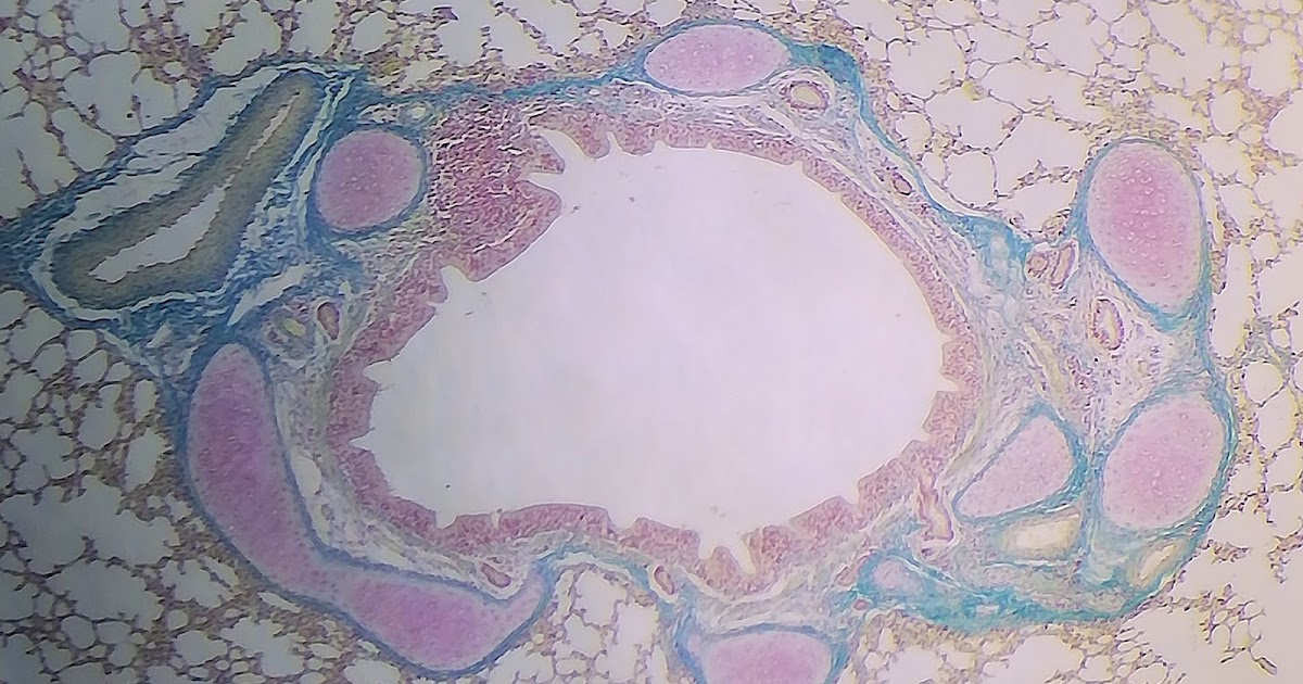 Manual interactivo de tejido conectivo: Cartílago hialino en Pulmón