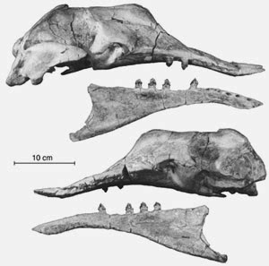 The Coastal Paleontologist, atlantic edition: When will we find more ...