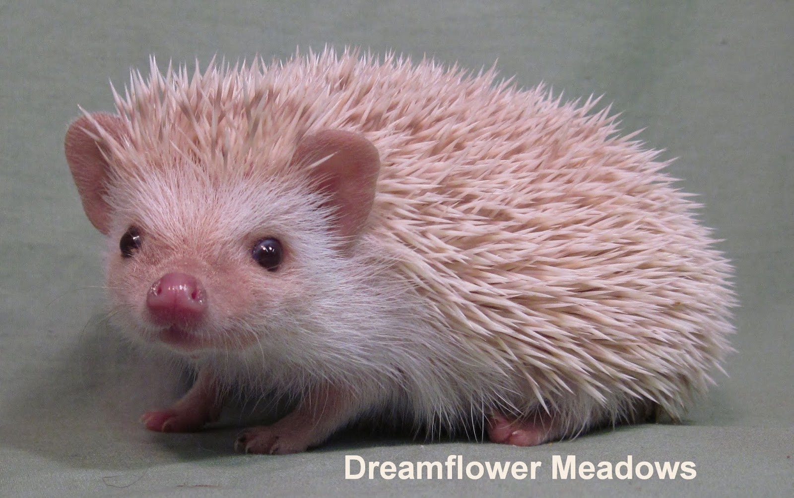 Jenis Landak Mini Dan Harga Terbaru Landak Mini - Kagarut.com | Booking ...