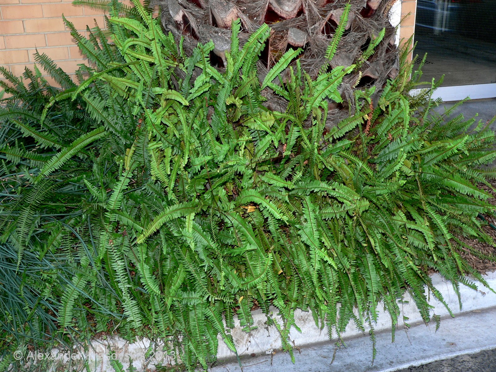 Aggregata Plants & Gardens: Nephrolepis cordifolia or Fishbone fern an ...