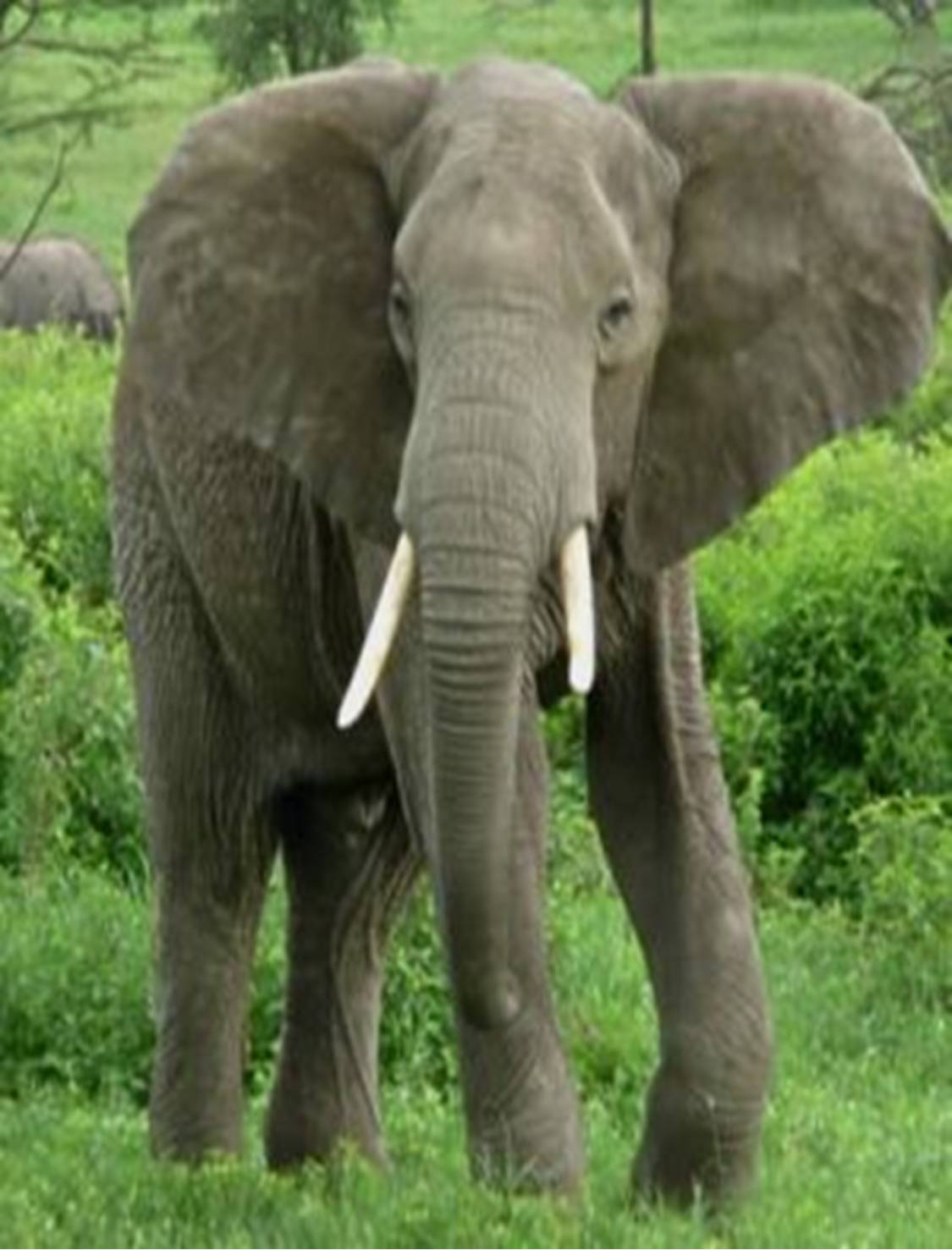 yunitha: Persebaran Fauna di Dunia