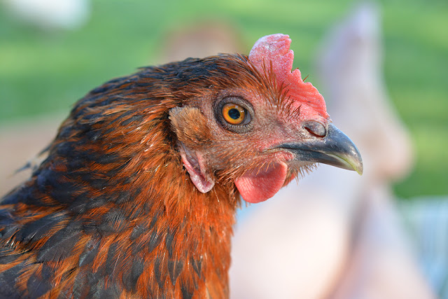 Knatolee's World: Lap chickens and other wonders