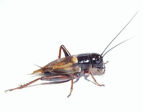 Naturalista Irreverente de Tehuacán: EL GRILLO