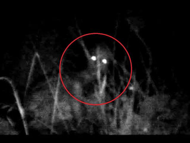 Rake Alien Creature Caught On Tape - Breakdown