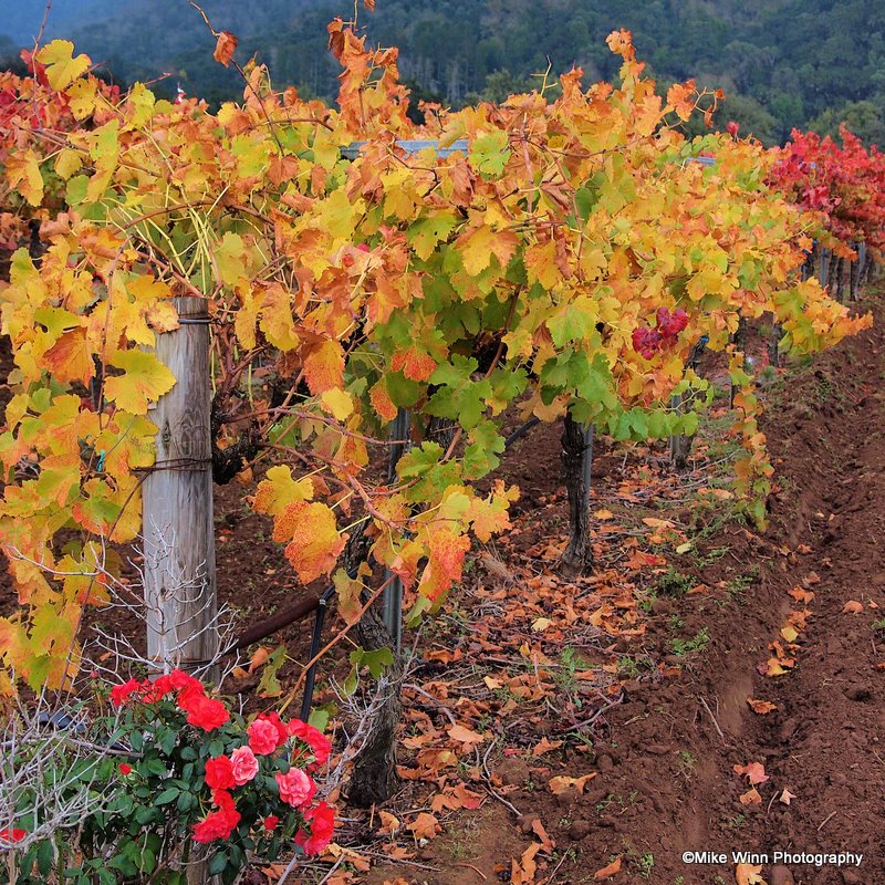 Mike's Photo Adventures: Grape vines in the fall