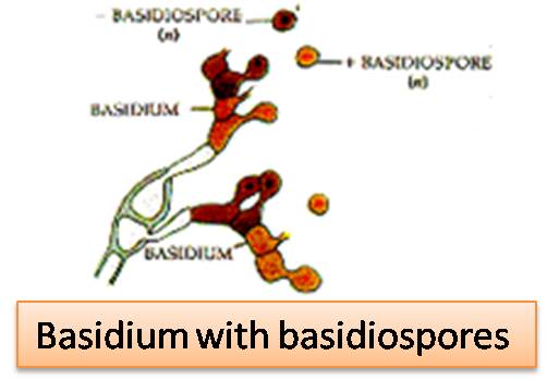Life cycle of Puccinia for botany department students