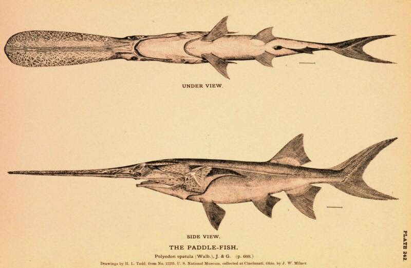 MFS-Strange but TRUE: The PADDLE FISH