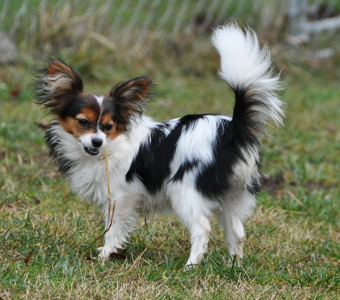 Road's End Papillons : Papillon, Phalene Sibblings