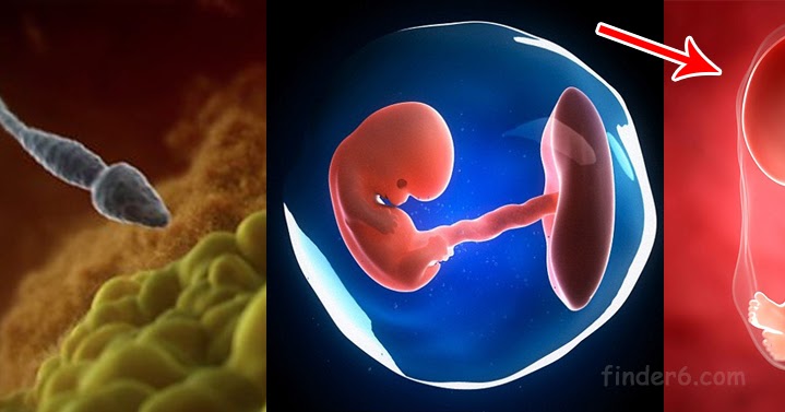 How A Baby Develops Inside Mother's Womb - You Should Know ...