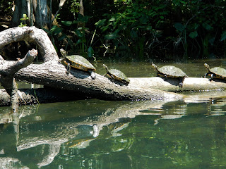 Florida - Coast to Coast to Coast: Kayaking on the Wakulla River