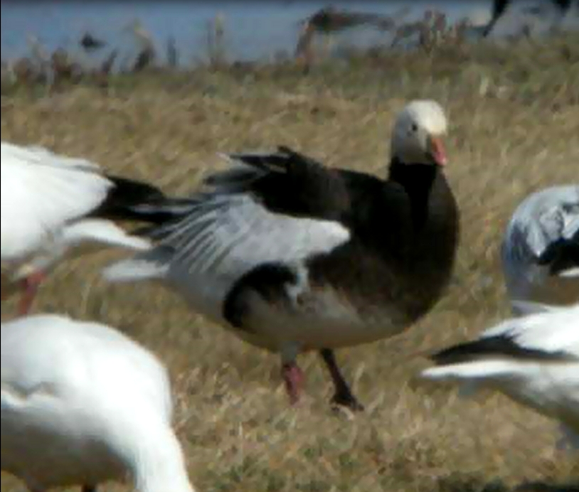 Avian Tendencies: possible dark morph Ross's Goose- an ID quandary