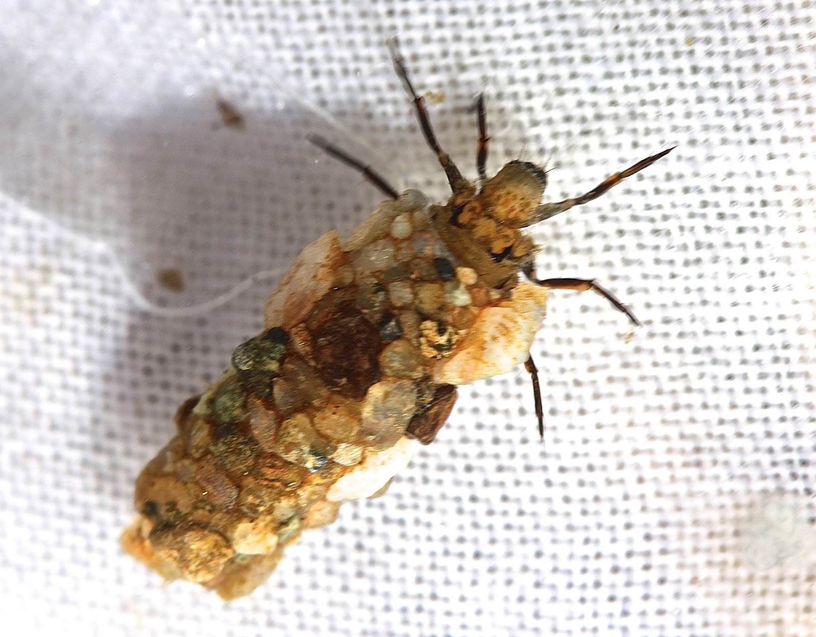 Aquatic Insects of Central Virginia: Isoperla season at the Rapidan River