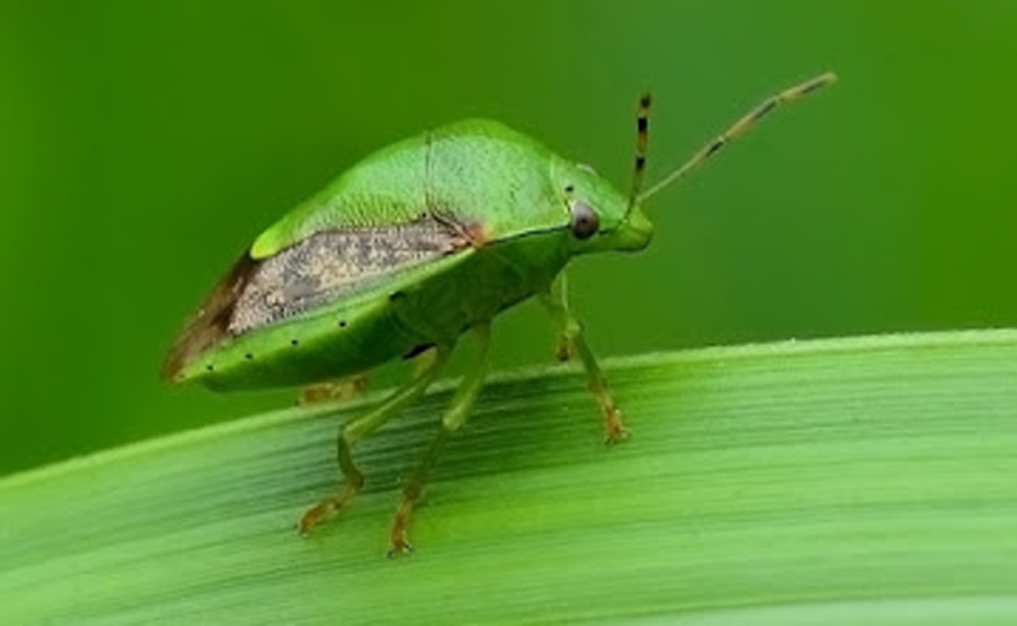 Kreasi Usaha: Hama Kepik Hijau sebagai Organisme Pengganggu Tanaman ...