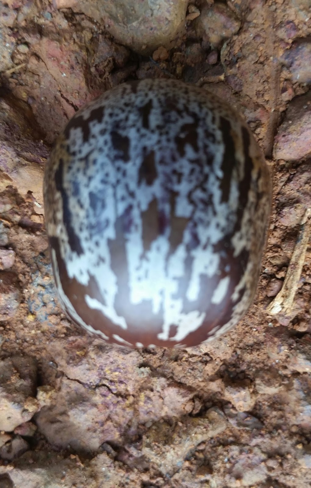 Warisan Petani: Buah Getah.