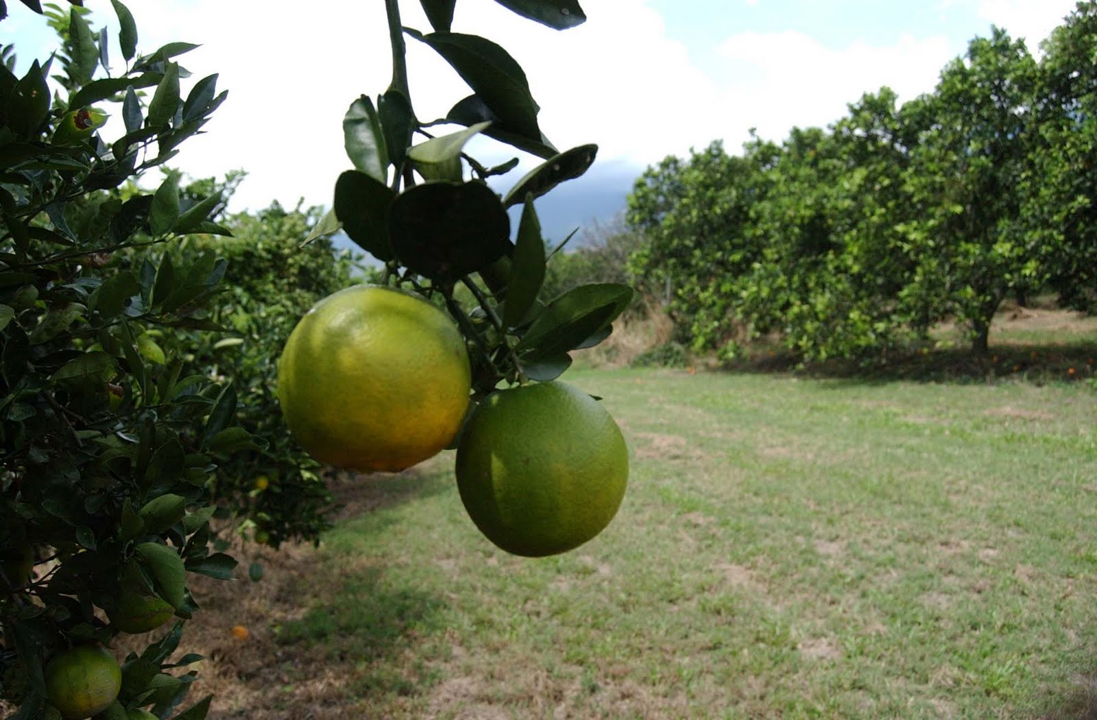 Bejuma al día...: Bejuma Jardin de Carabobo