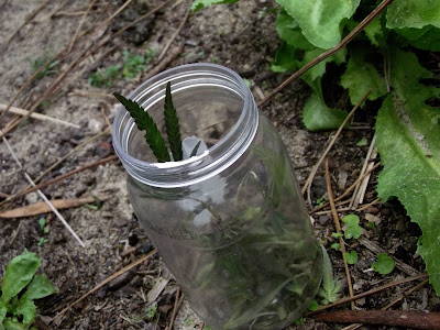 Fotos de faso mariguana: marihuana - Cogollo
