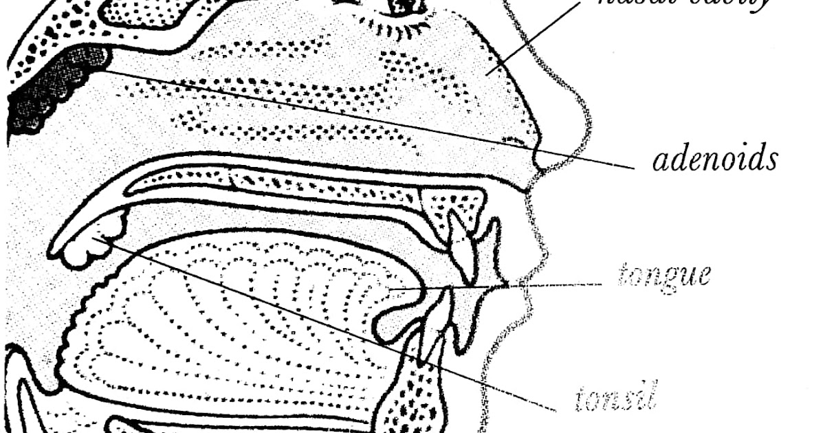 Human Body structure: ADENOIDS