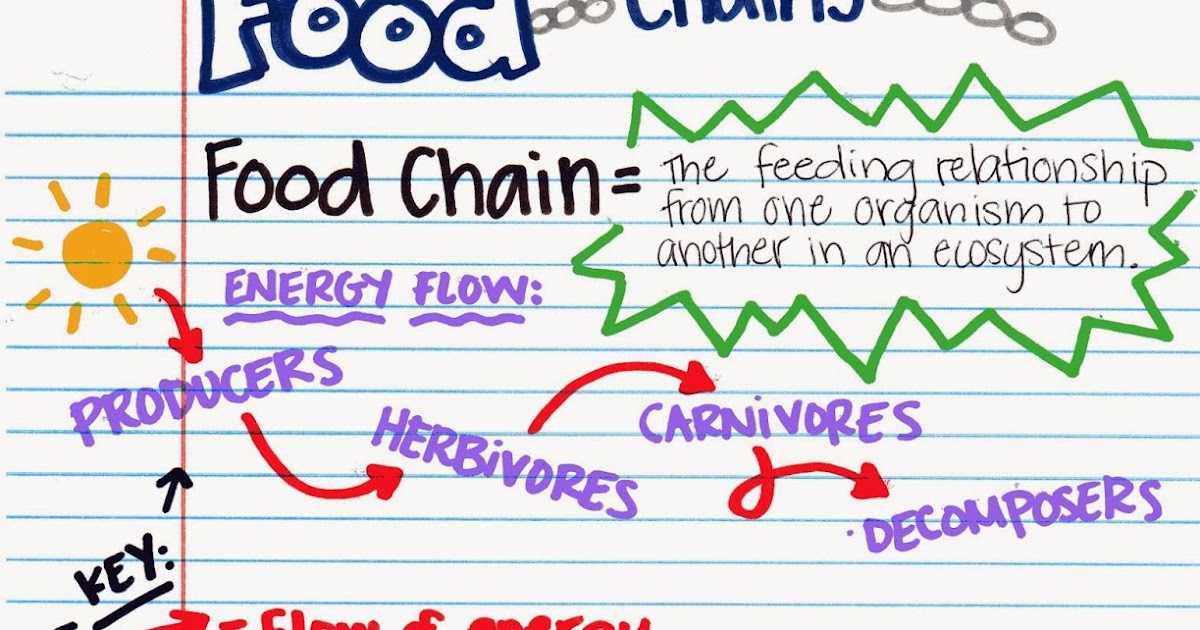 Food Chain Vs Food Web Definition : Food Chains and Food Webs ...