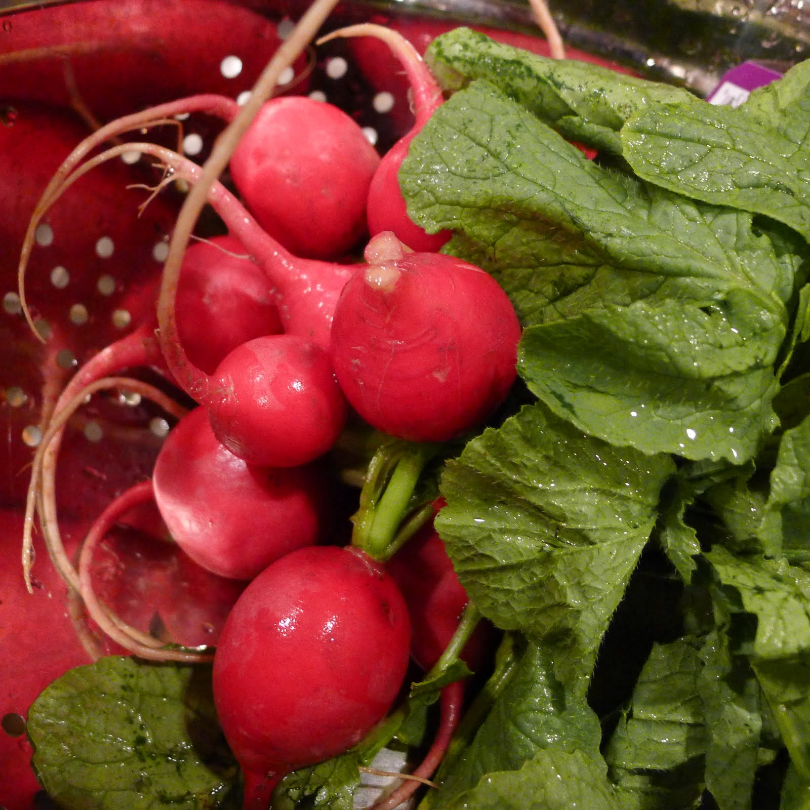 newFOOD tuesdayz: Navel Orange and Radish Salad