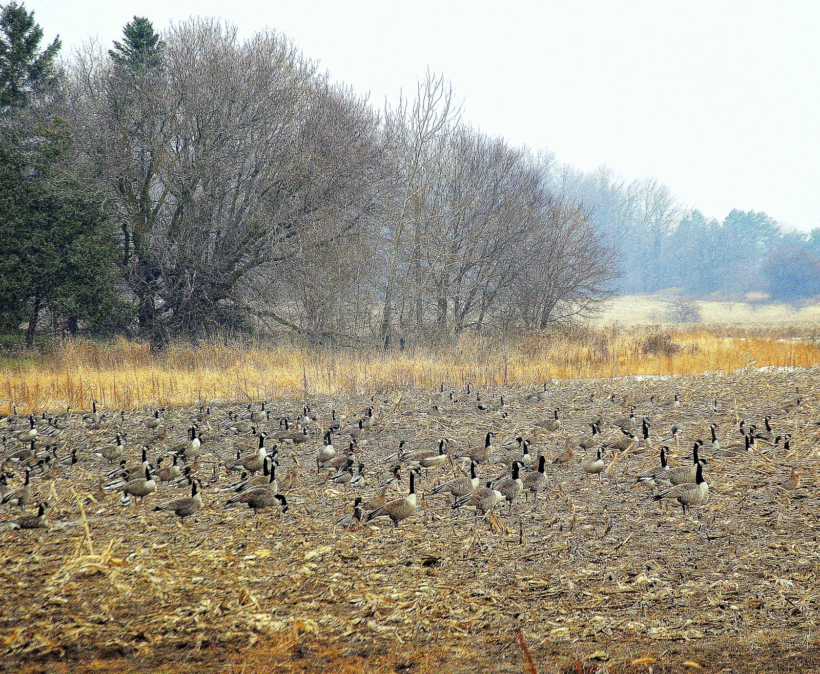 BARRY the BIRDER: 4,000 Canada Geese on the old Forrester farm fields