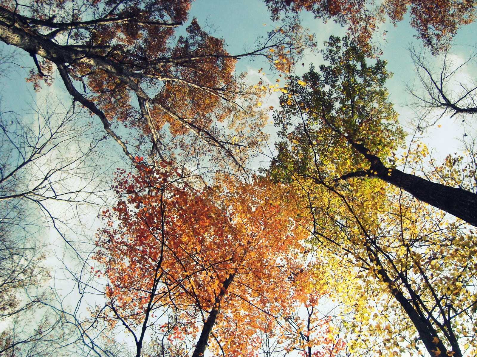 Fall Back -- Give Thanks | Delight in the Simple