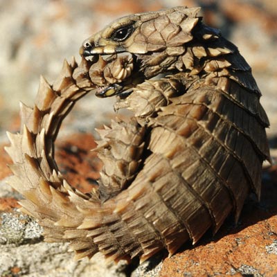 Armadillo lizard pet - passaful