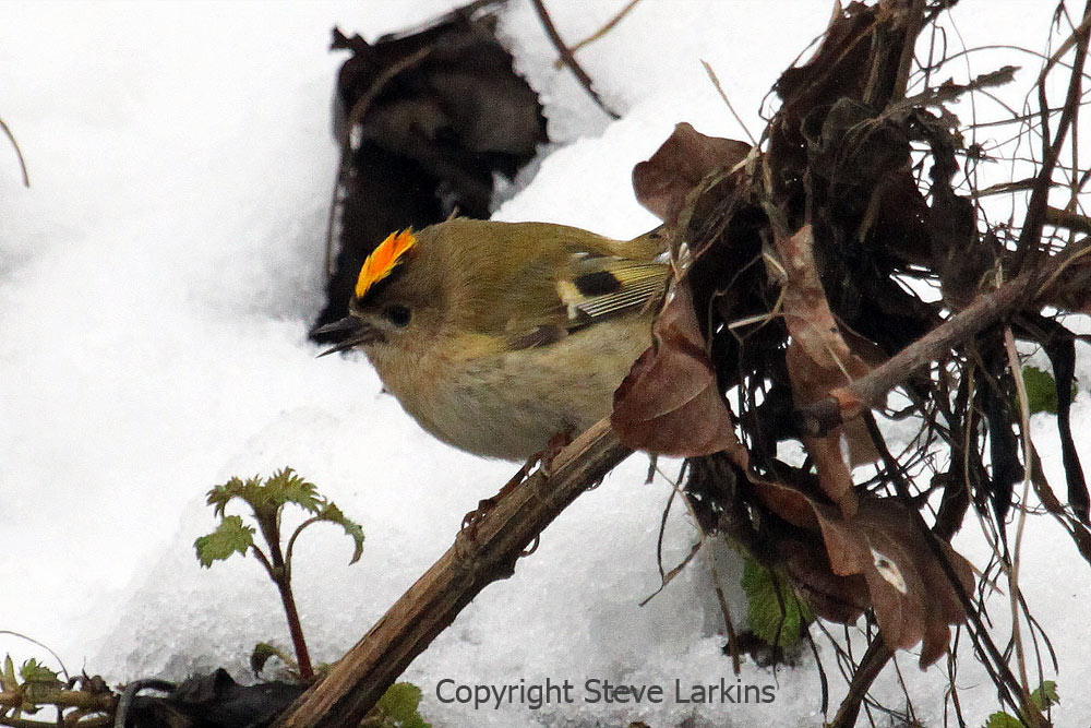 Greenham Birding: Goldcrest sightings