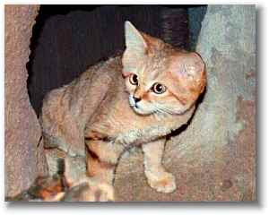 Beautiful Sand Cat Photos, Beautiful Arabian Sand Cat, The Sand Cat ...