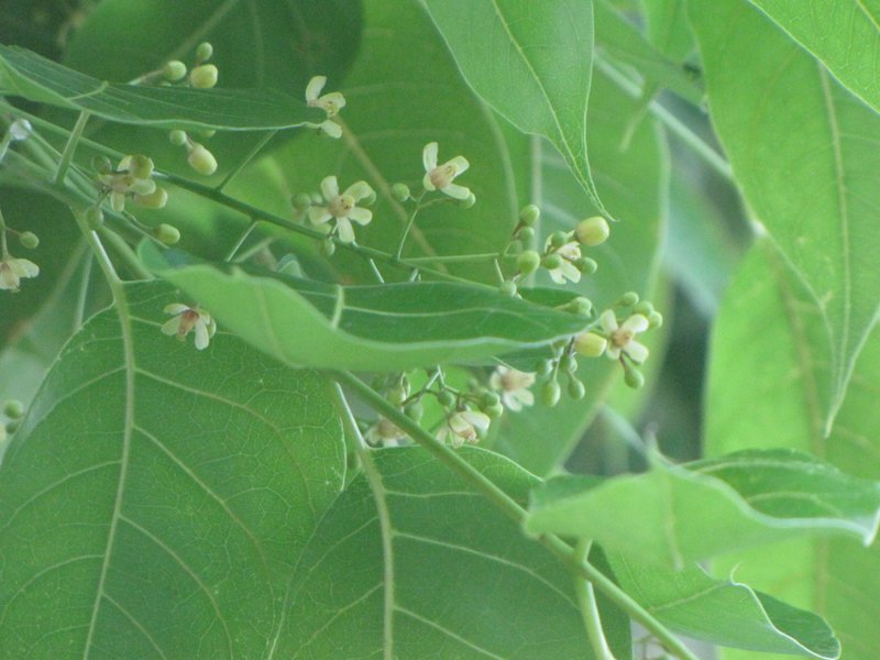Llano Extremo un mundo megadiverso: Caoba (Swietenia macrophylla) el ...