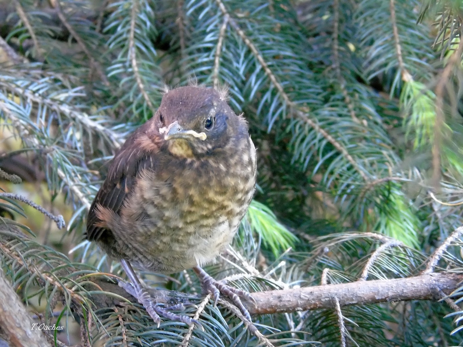 PASARI DIN ROMANIA: MIERLA (3), PUI si JUVENILI, Turdus merula