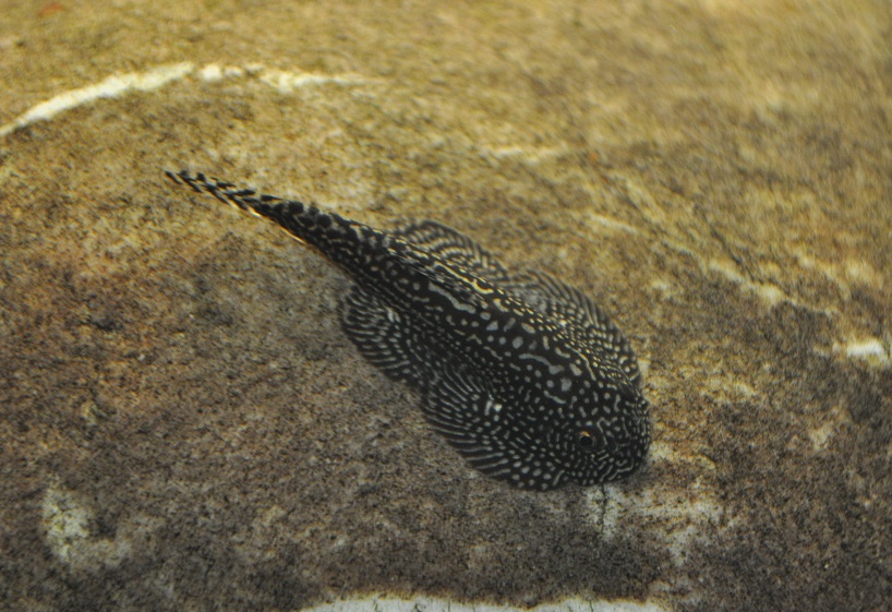 ZOOTOGRAFIANDO (6.057 ANIMALS): LOCHA MARIPOSA / BUTTERFLY FINSUCKER ...
