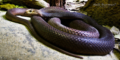 The Fierce Snake Most Dangerous Snake | The Wildlife