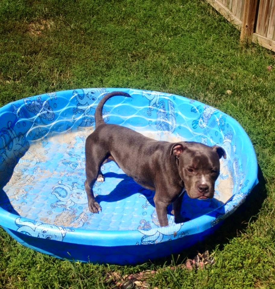Charm City Ciemny's: Baltimore's Adoptable Dogs, September 2014