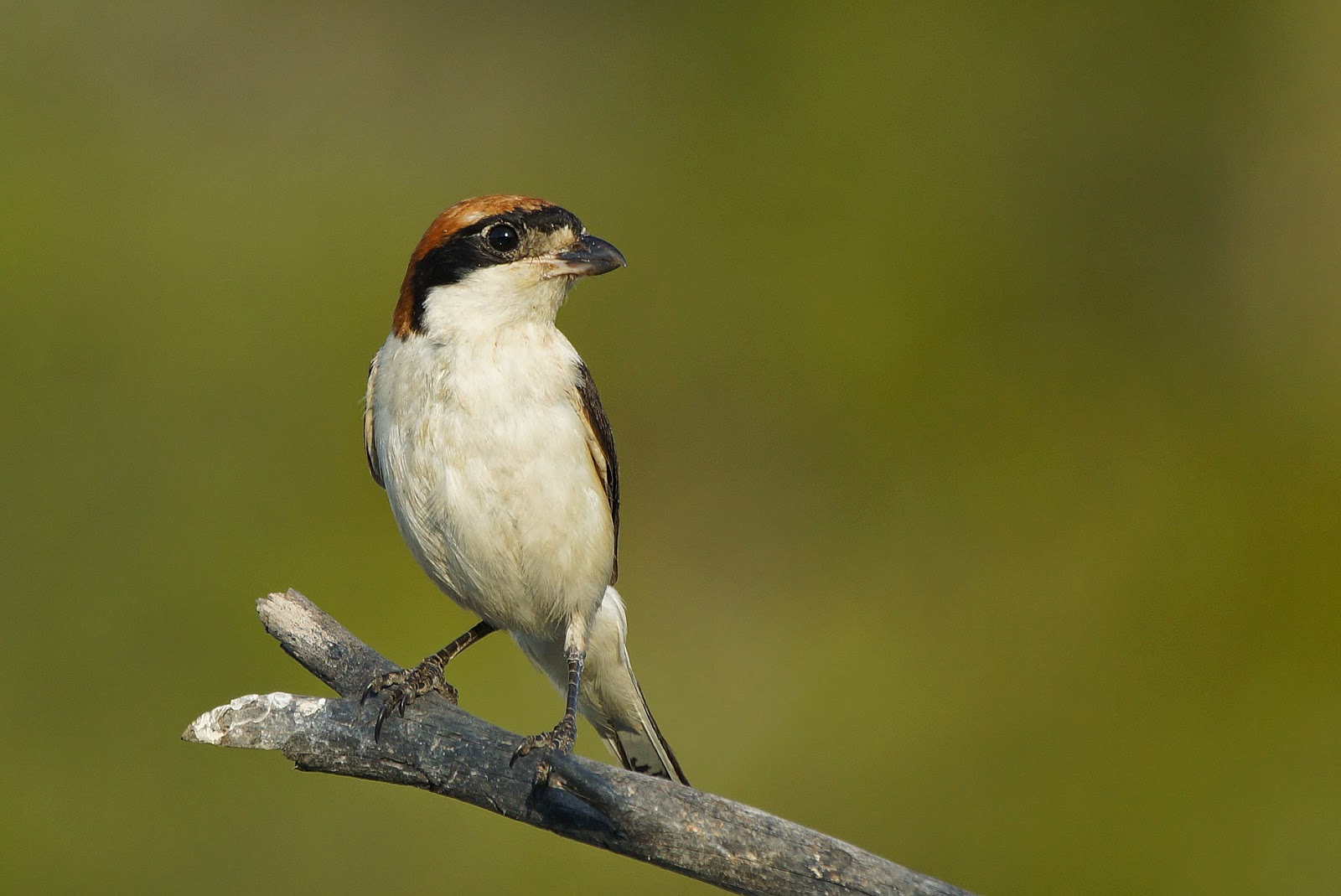 Pasión por las aves: Alcaudón común.(Lanius senator)
