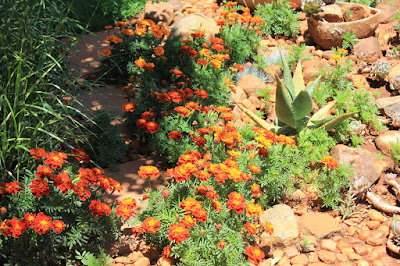 🌿 Tuinmaak in Suid Afrika 🌵: Kruie in die tuin