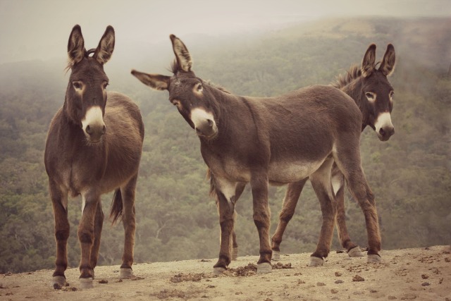 Mules on Pinterest | Draft Mule, Donkeys and Appaloosa