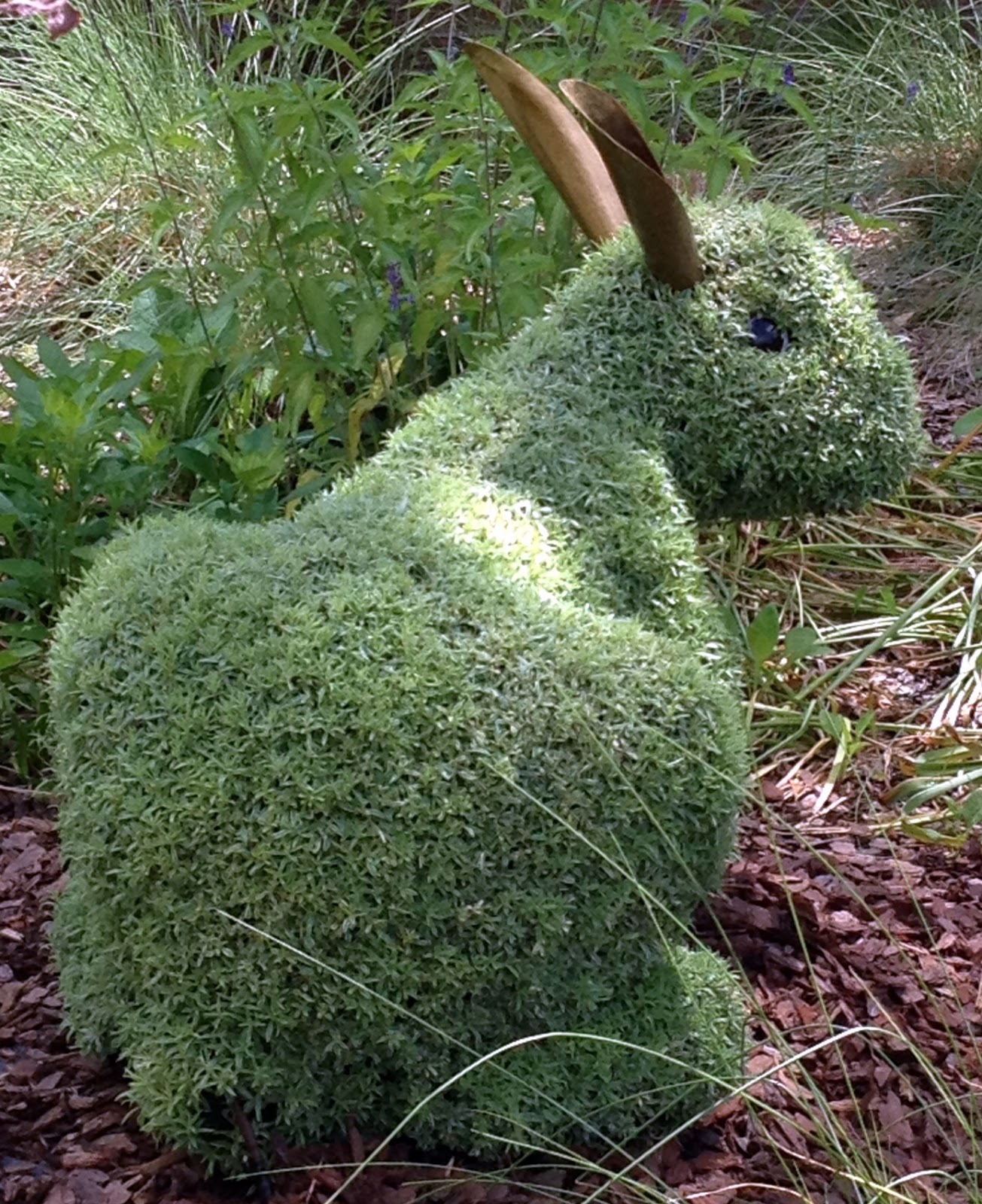 Rabbit Ramblings: Bunny bushes