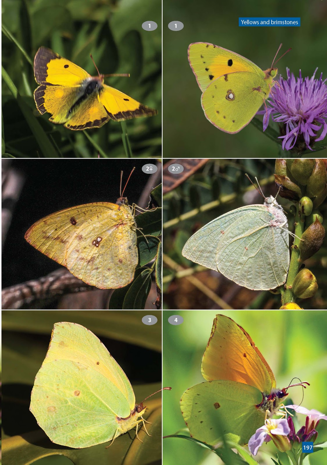 Another Bird Blog: Book Review - Wildlife of Madeira and the Canary Islands