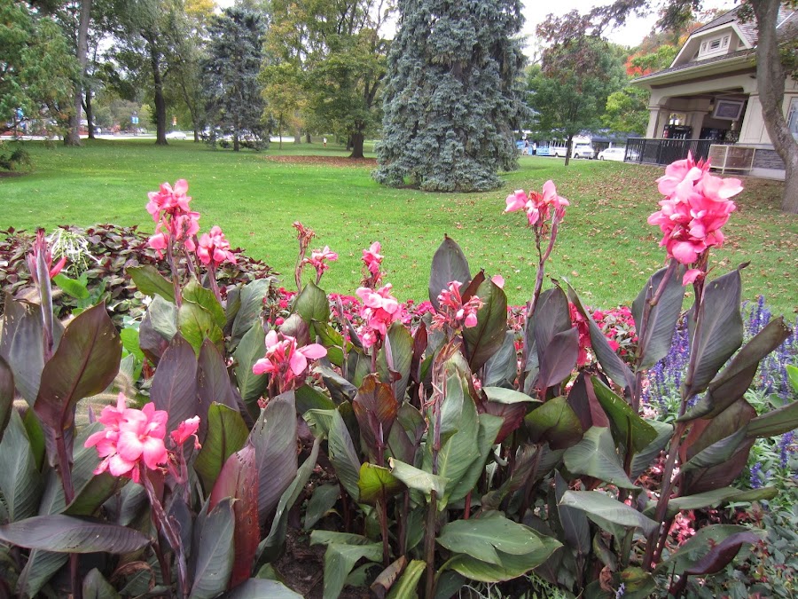 Canna índica o capacho, achira, lengua de dragón... | Plantas