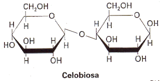 Bioquímica: Carbohidratos