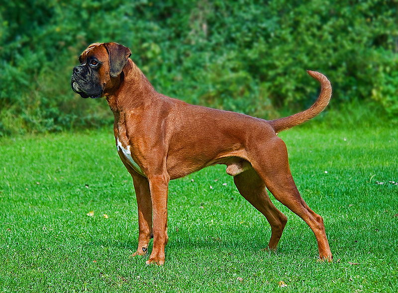 Breeds of Pets: Boxer (dog)