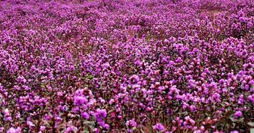 Kurinji Flower and Hindu God Muruga – Kurinji Andavar | Hindu Blog