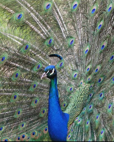 Burung Merak | Merak Biru | Merak India
