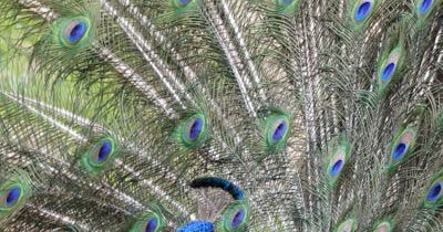 Burung Merak | Merak Biru | Merak India